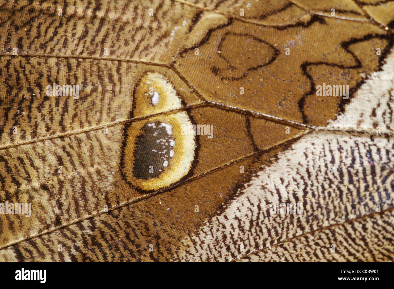 Caligo Butterfly Stock Photos & Caligo Butterfly Stock Images - Alamy