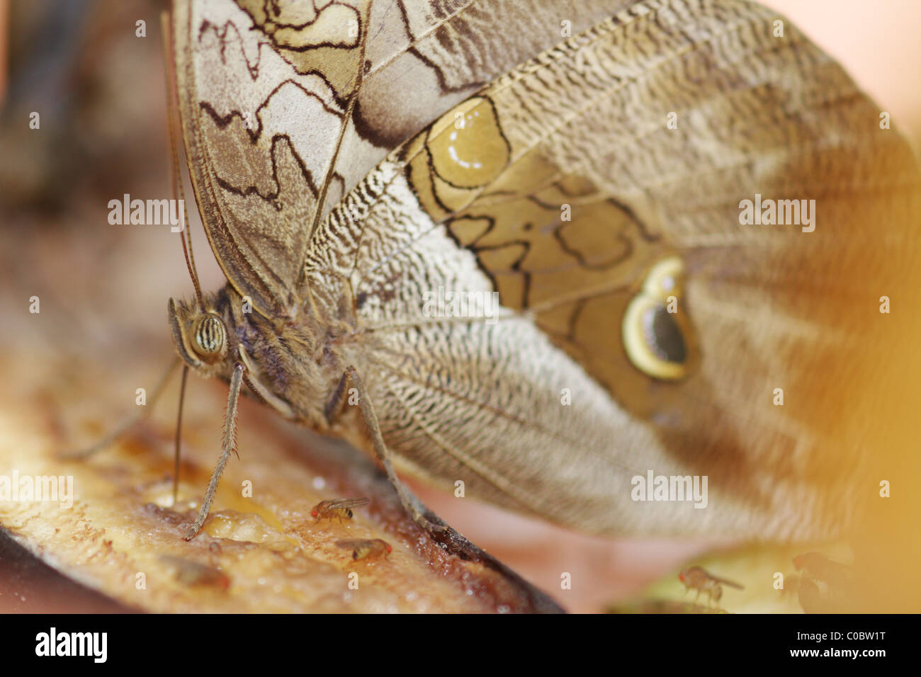 Caligo Butterfly South America Stock Photo - Alamy