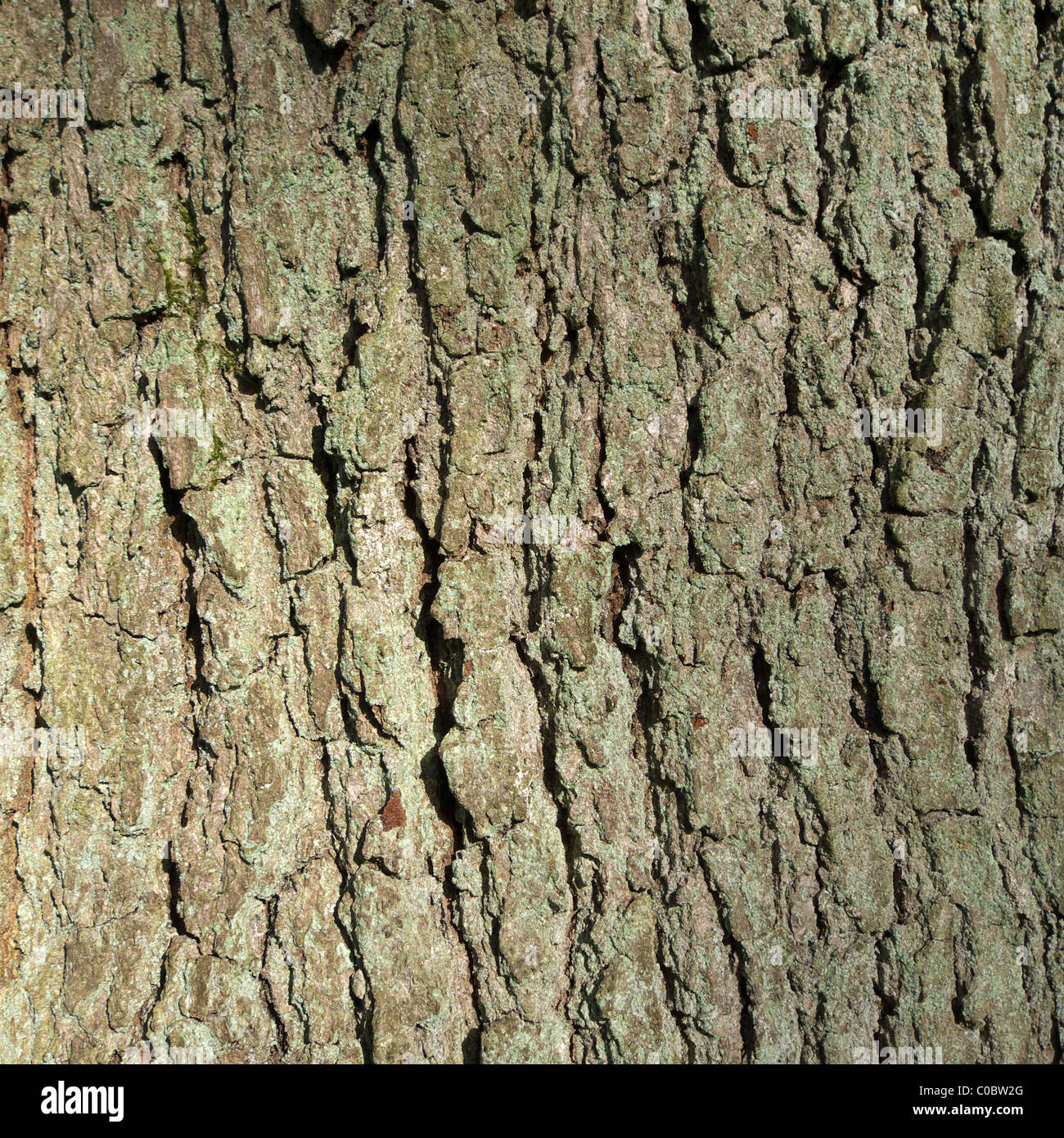 Close Up of Common Oak Tree Bark ( Quercus robur Stock Photo - Alamy