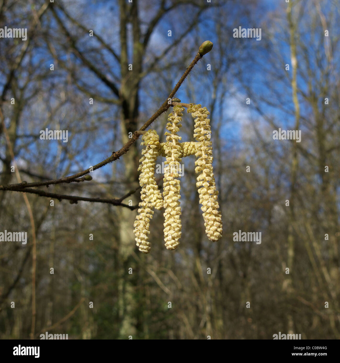 Common hazel tree hi-res stock photography and images - Alamy