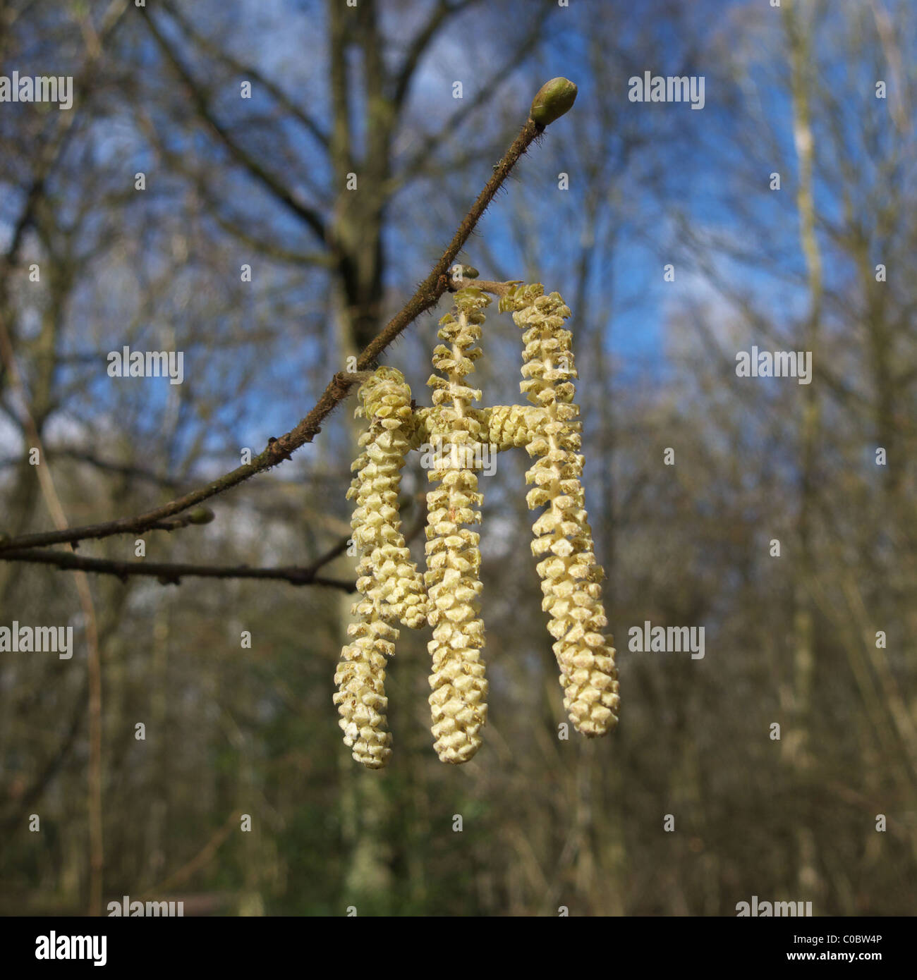 Hazel tree twig hi-res stock photography and images - Alamy