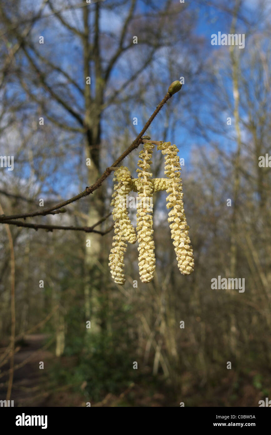 Catkin in the woods hi-res stock photography and images - Alamy