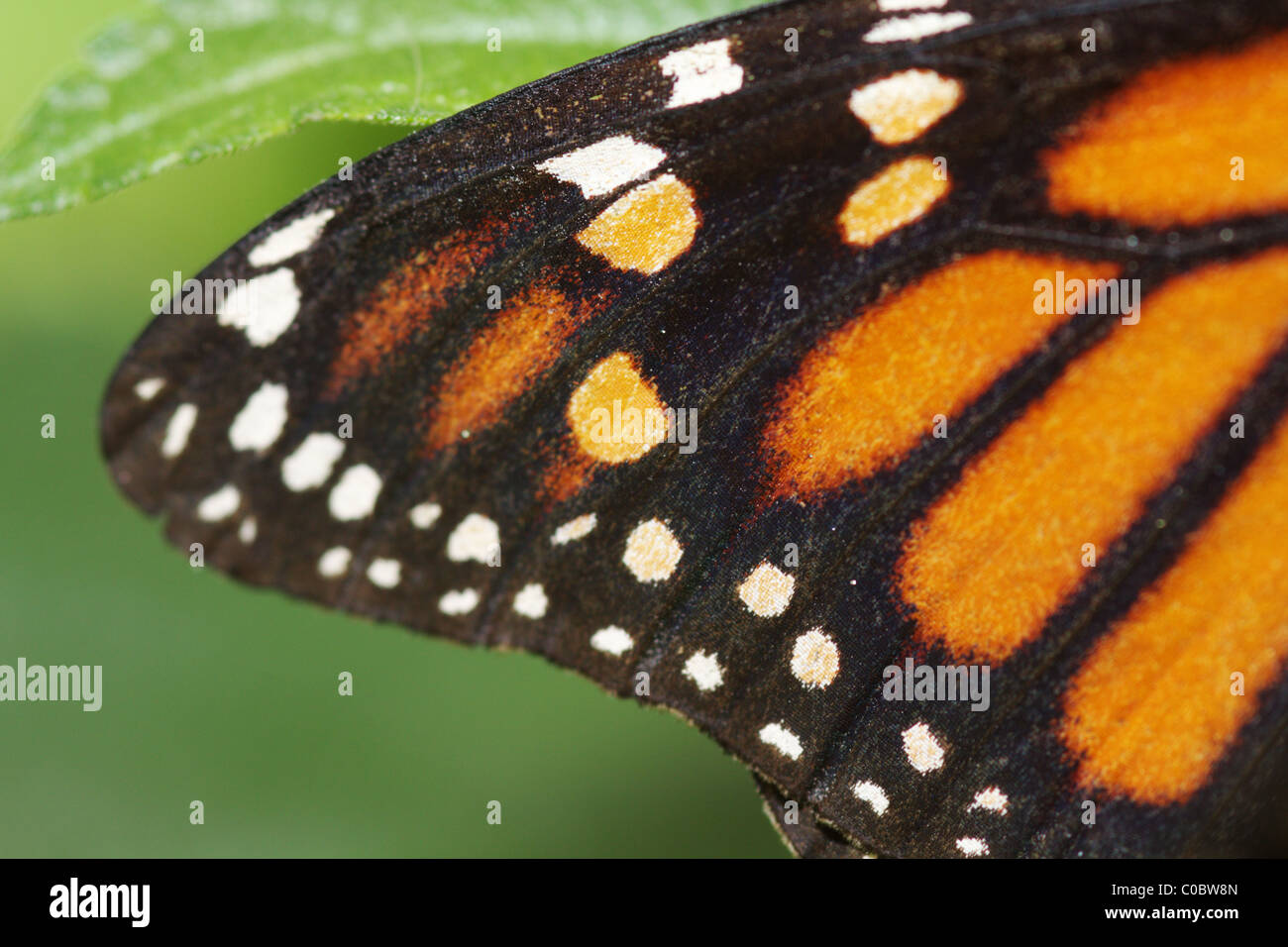 Danaus plexippus Tropical & subtropic regions Stock Photo - Alamy