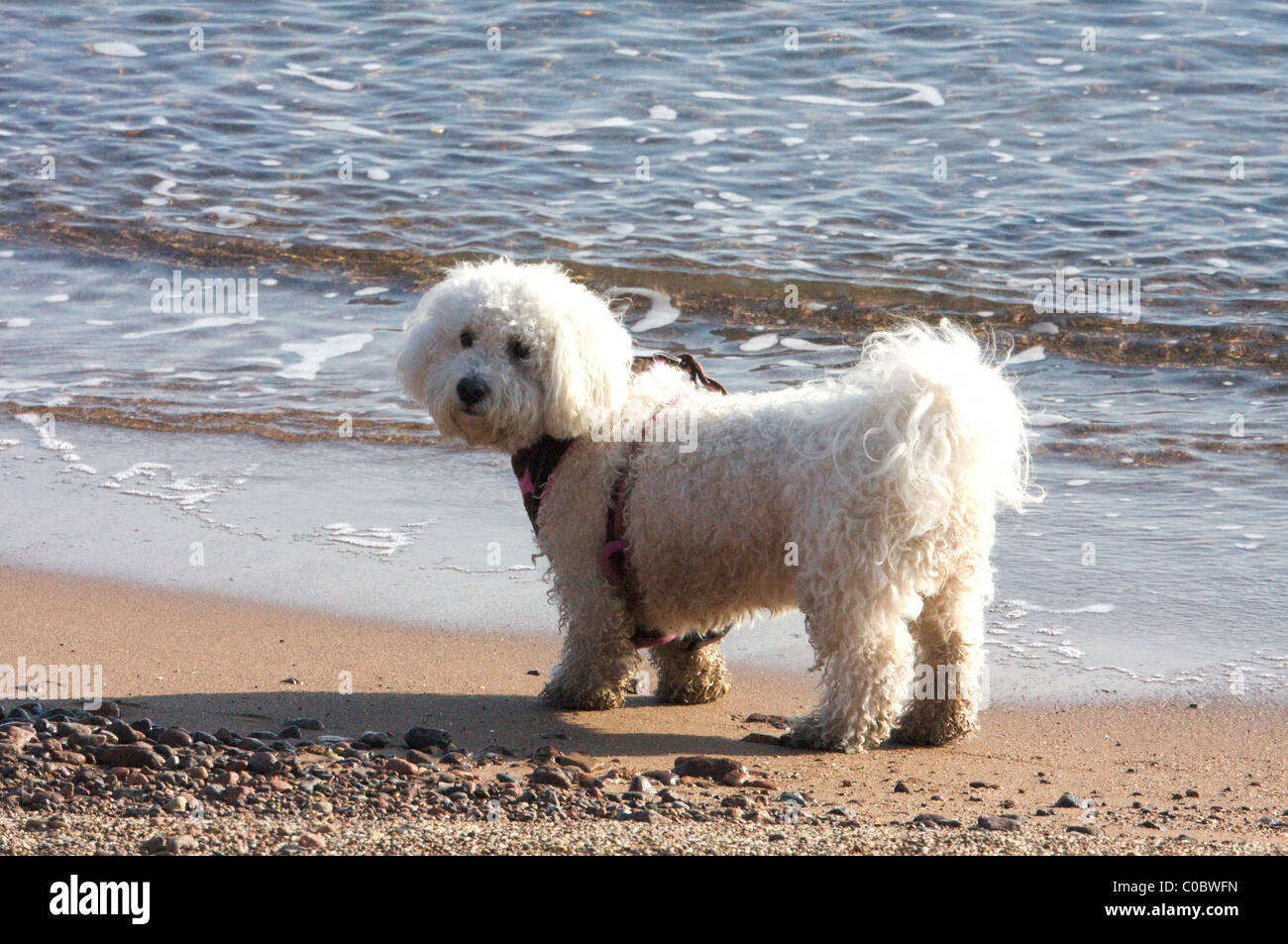 Little white poodle alone on a beach Stock Photo - Alamy