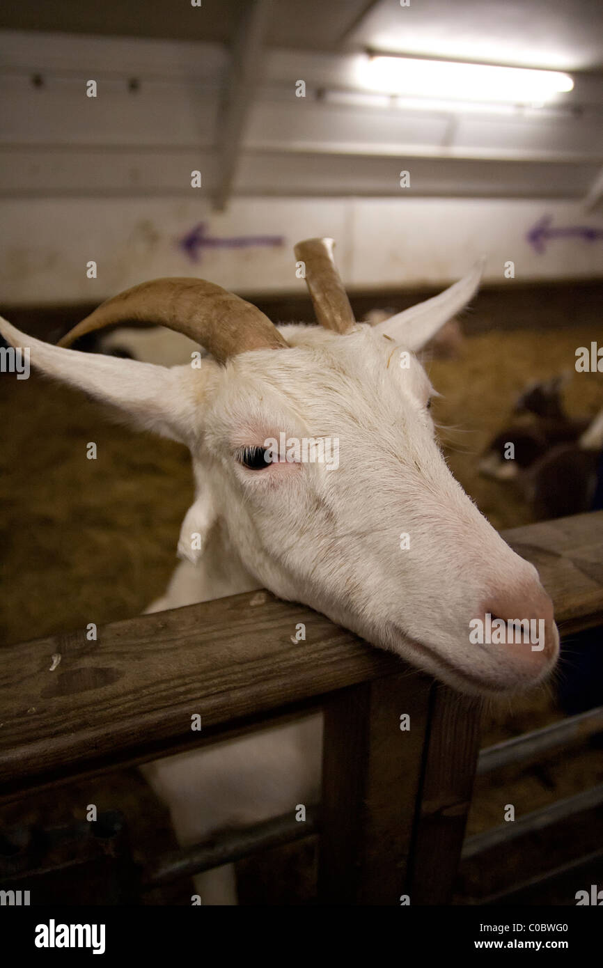 Domestic goat looking over fence hi-res stock photography and images ...