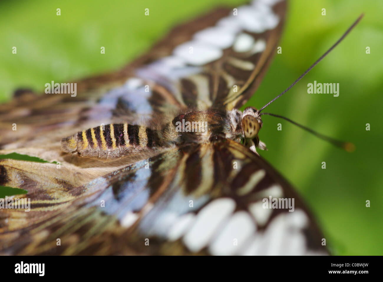 Butterfly of asia hi-res stock photography and images - Alamy