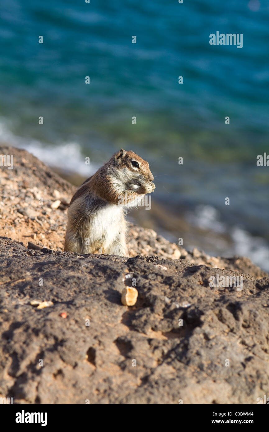 Ground Squirrel from Africa now breeding in Fuerteventura Stock Photo ...