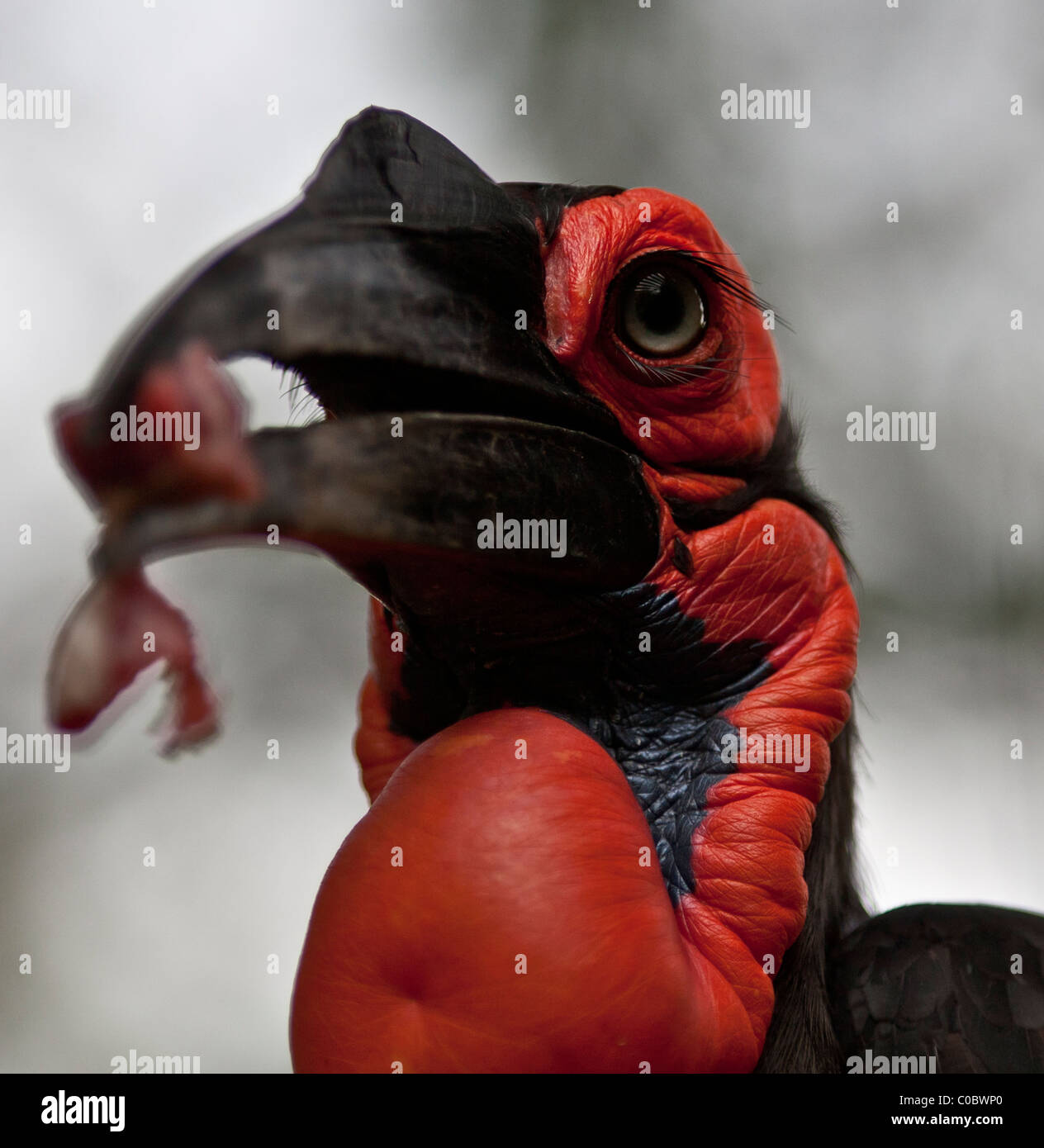 Carrion bird hi-res stock photography and images - Alamy