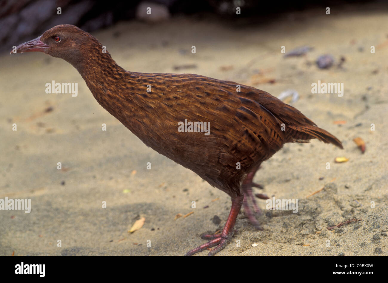 Weka or woodhen Gallirallus australisi flightless bird species rail ...