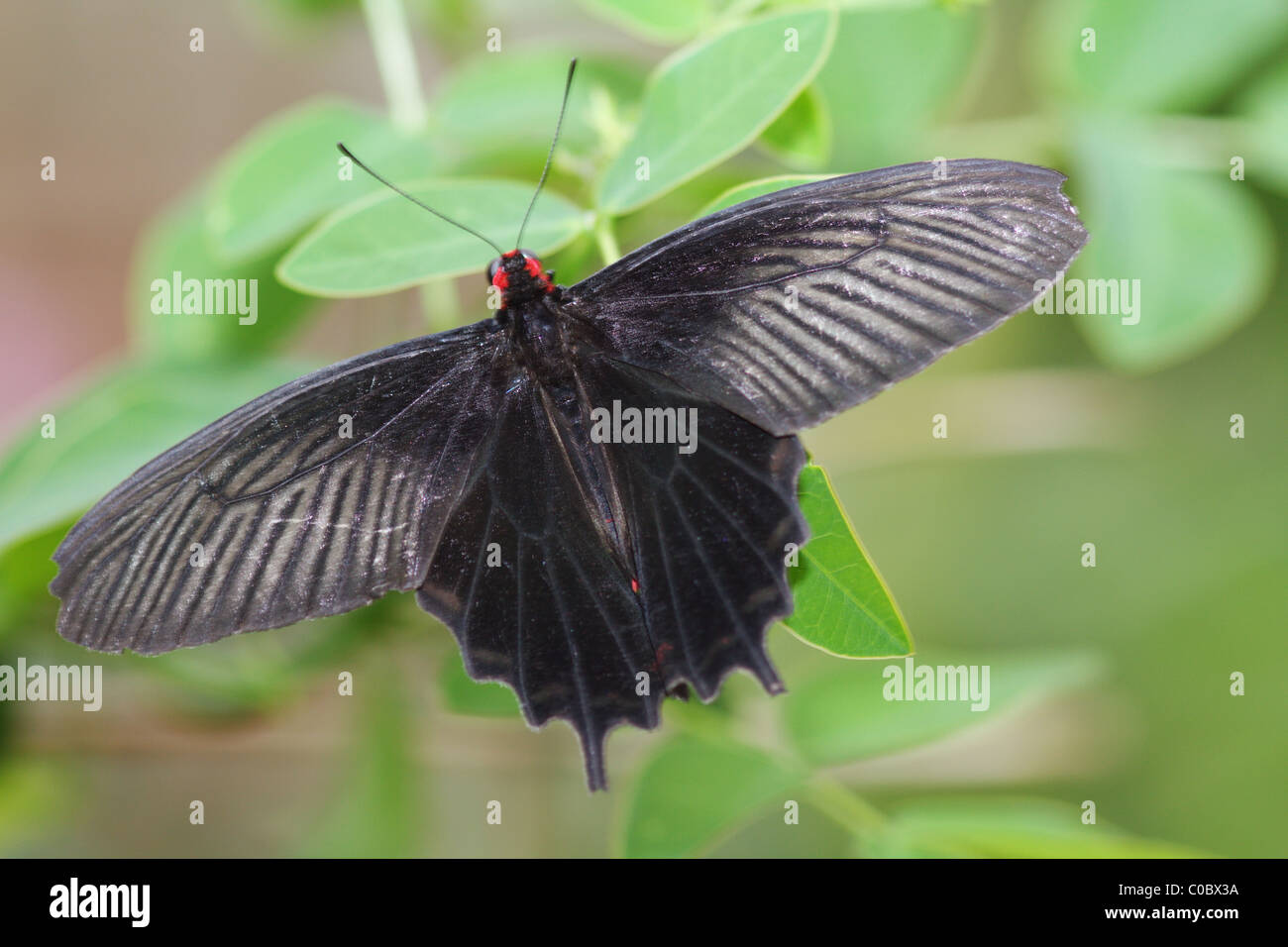 Pachliopta kotzebuea butterfly Philippines Stock Photo - Alamy
