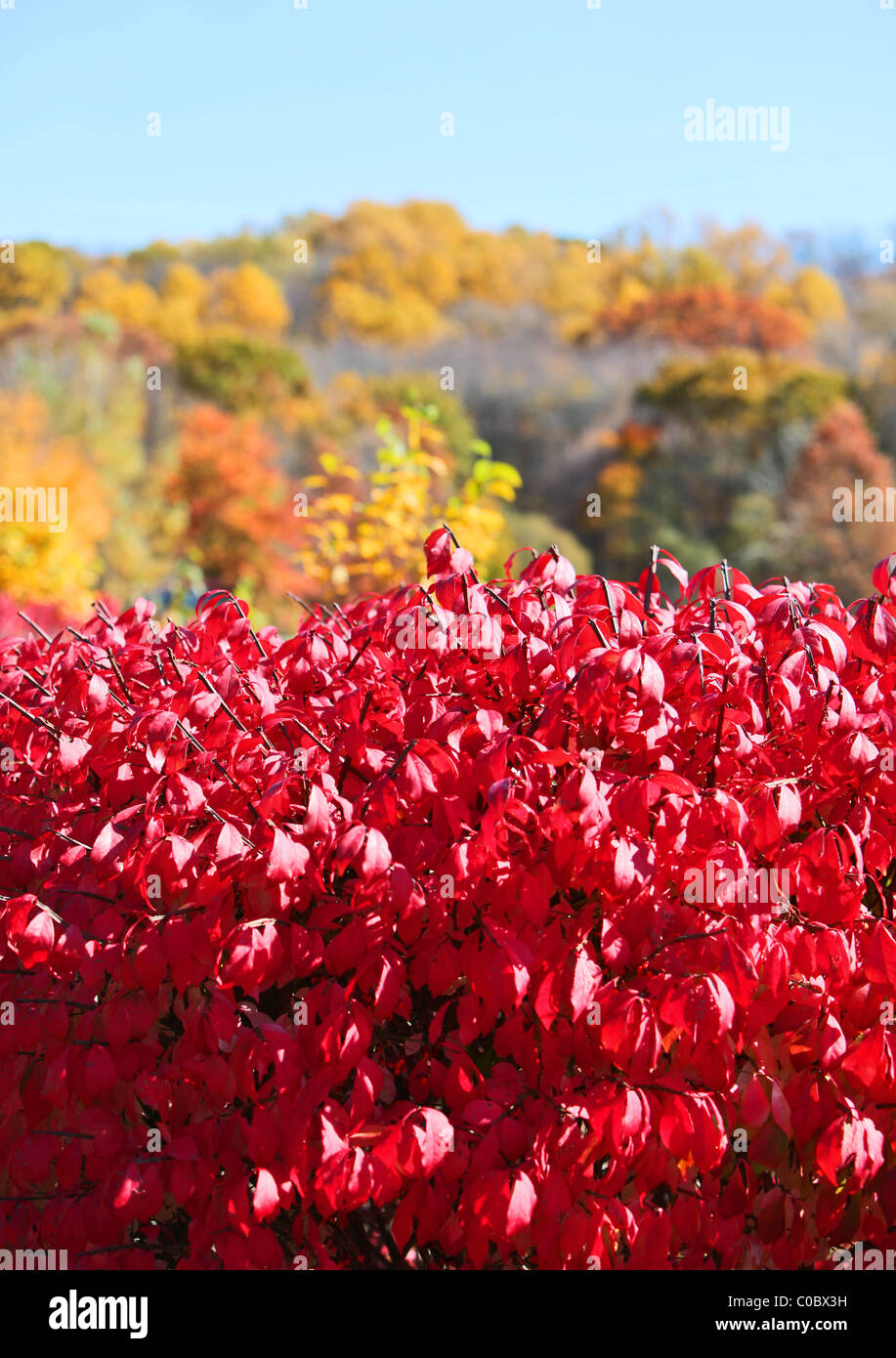 Red bush and fall leaves simple background Stock Photo - Alamy