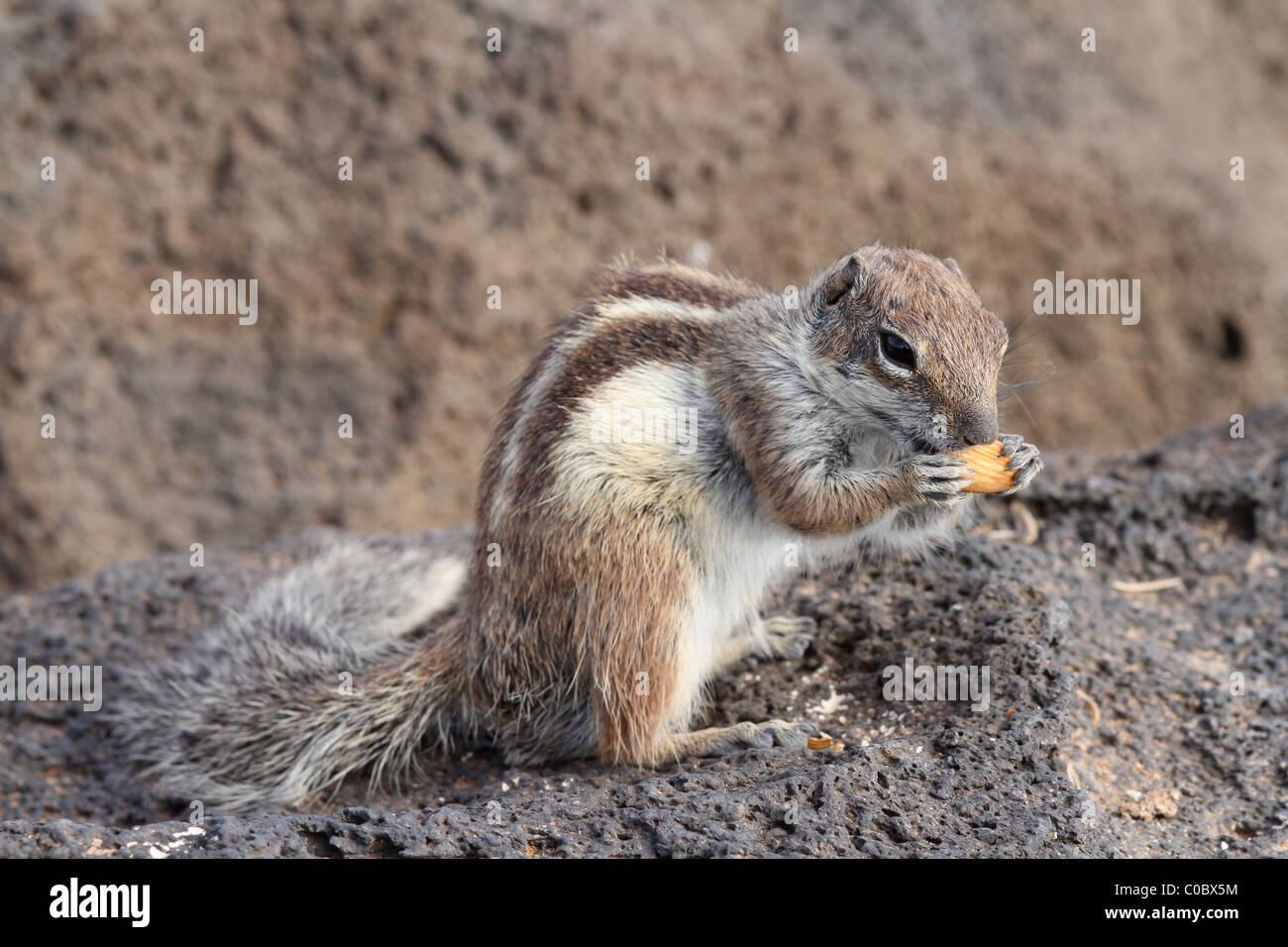 Ground Squirrel from Africa now breeding in Fuerteventura Stock Photo ...