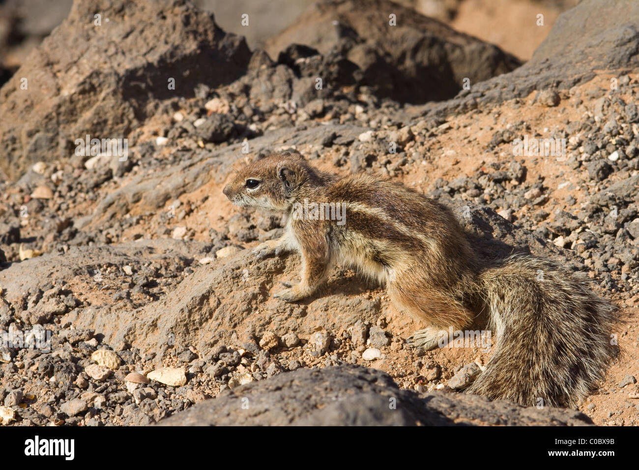 Ground Squirrel from Africa now breeding in Fuerteventura Stock Photo ...