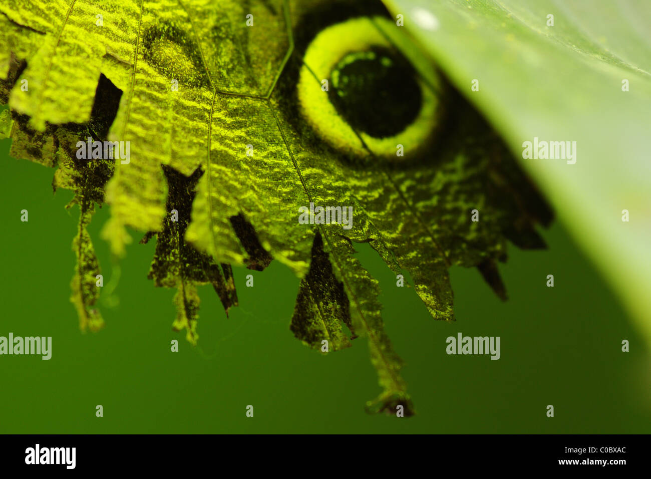 Caligo butterfly hi-res stock photography and images - Alamy