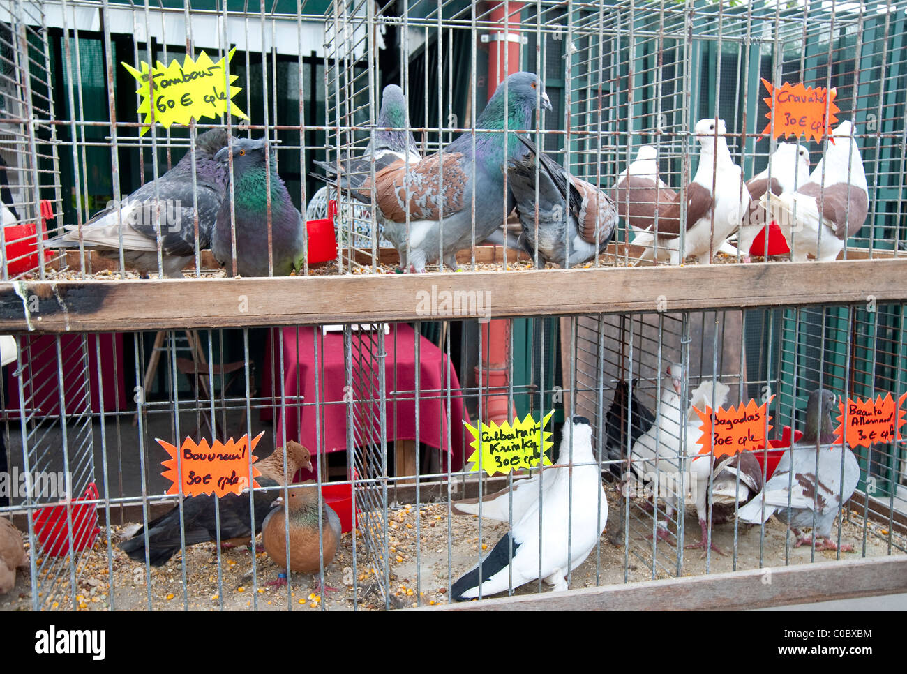 Paris Bird Market