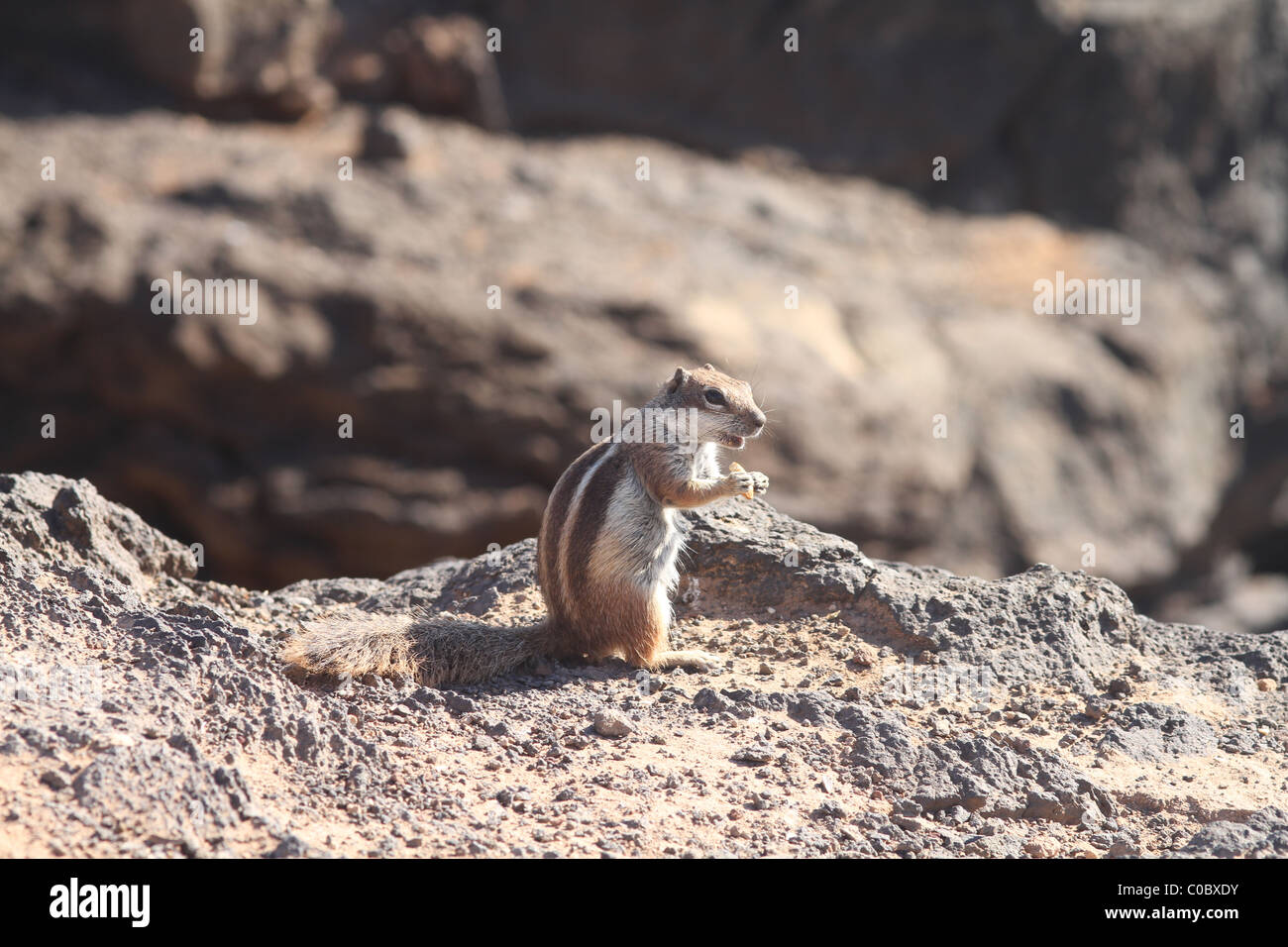 Ground Squirrel from Africa now breeding in Fuerteventura Stock Photo ...