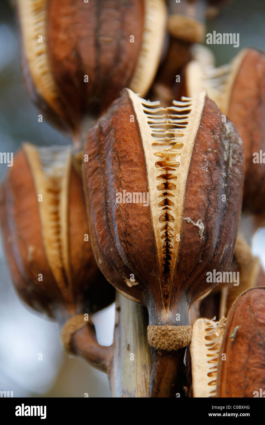 Jaw plant hi-res stock photography and images - Alamy