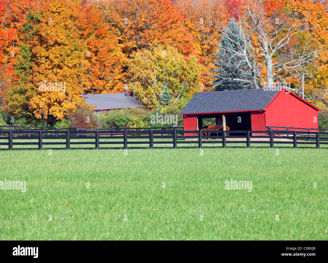 Beautiful fall background to horses in a stable Stock Photo - Alamy