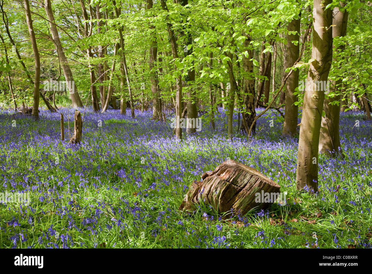 Bluebell wood with tree stump, Finchampstead Stock Photo - Alamy
