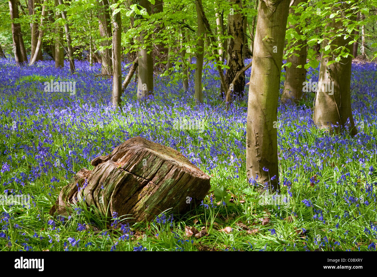 Bluebell wood with tree stump, Finchampstead Stock Photo - Alamy