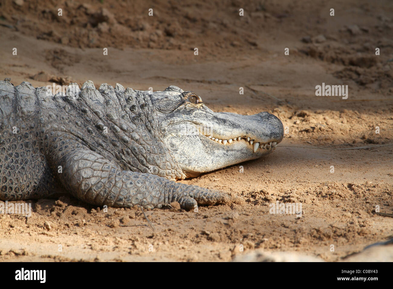 Crocodile A Large Reptile living in Australia Stock Photo - Alamy