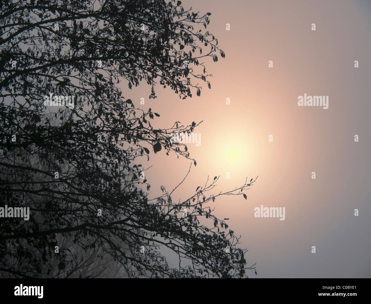 fog and mist Stock Photo - Alamy