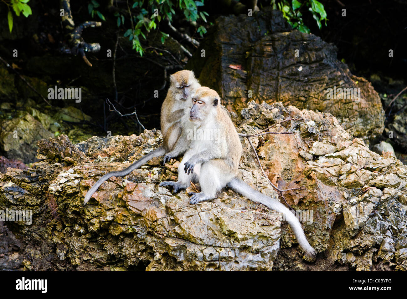 Two Macaque monkeys on Pulau Dayang Bunting in Malaysia's Langkawi ...