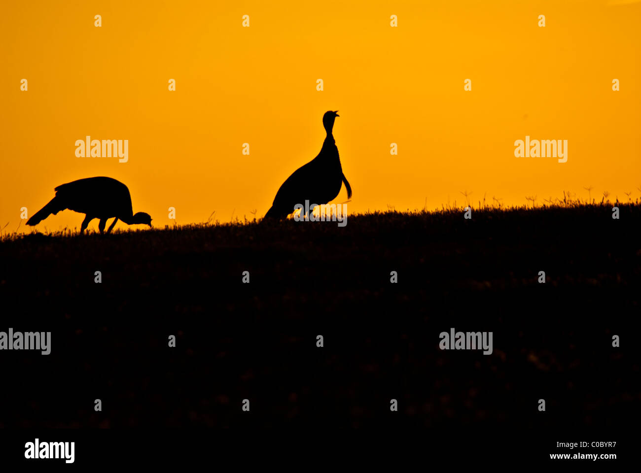 Wild turkeys at sunset Stock Photo - Alamy