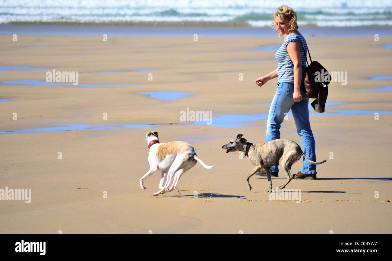 Two whippets hi-res stock photography and images - Alamy