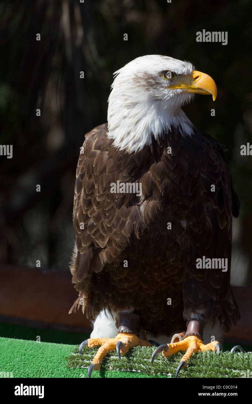 Bald Eagle Bird of prey close up Stock Photo - Alamy