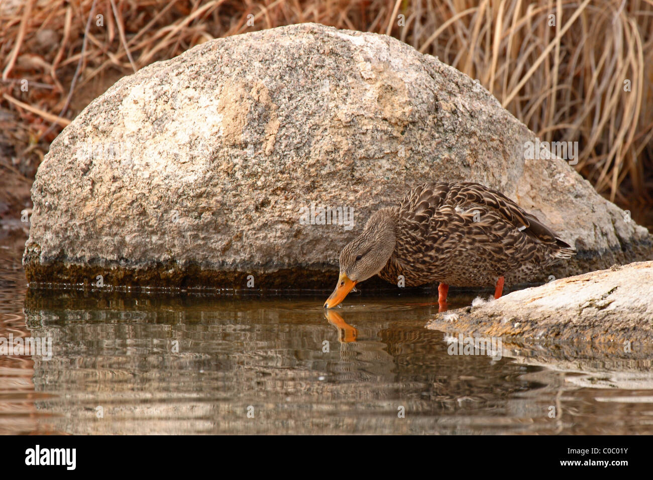 A female Mallard drinking from shore Stock Photo - Alamy