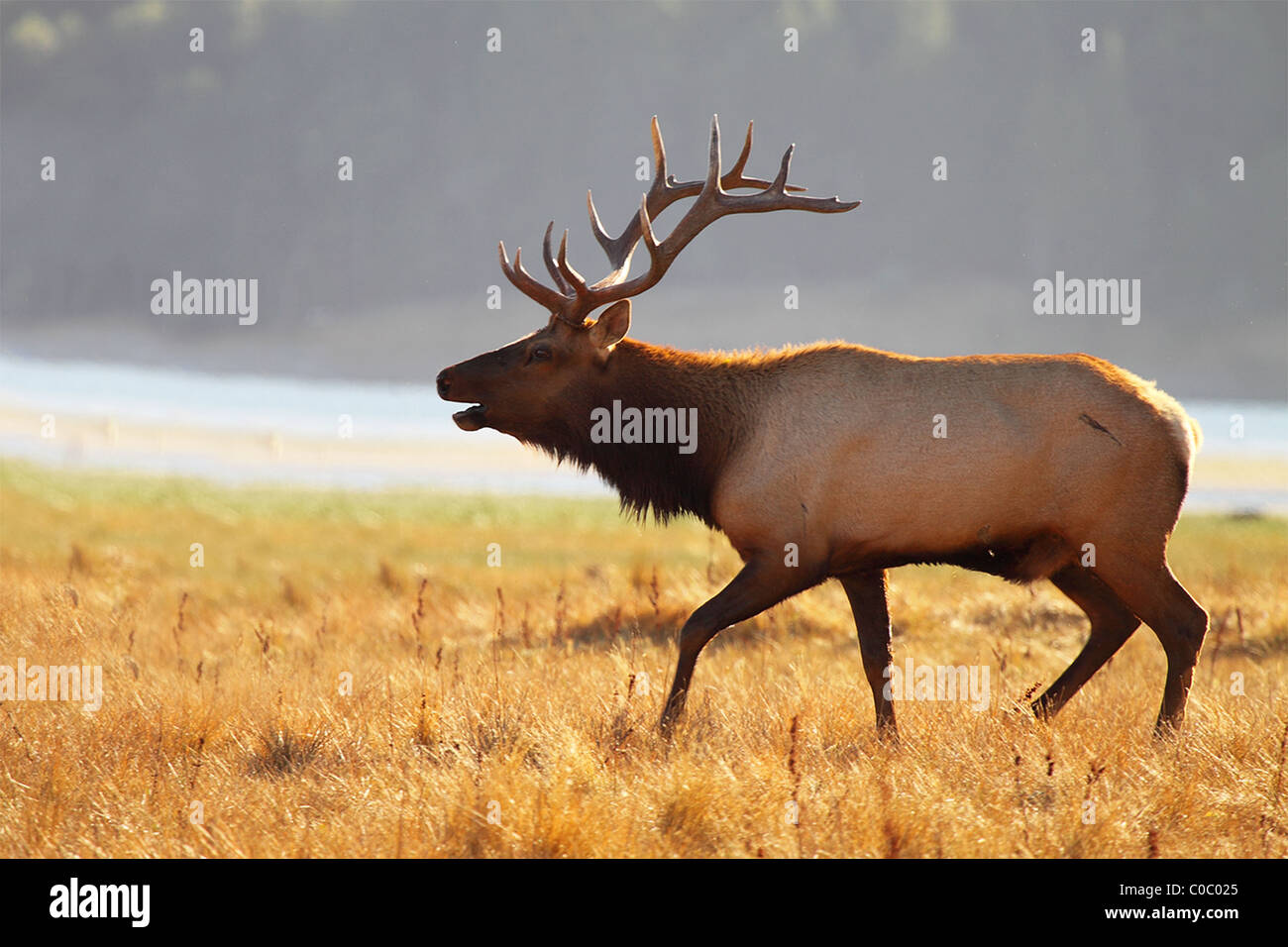 A Tule Elk bull bugling along a lake edge Stock Photo - Alamy