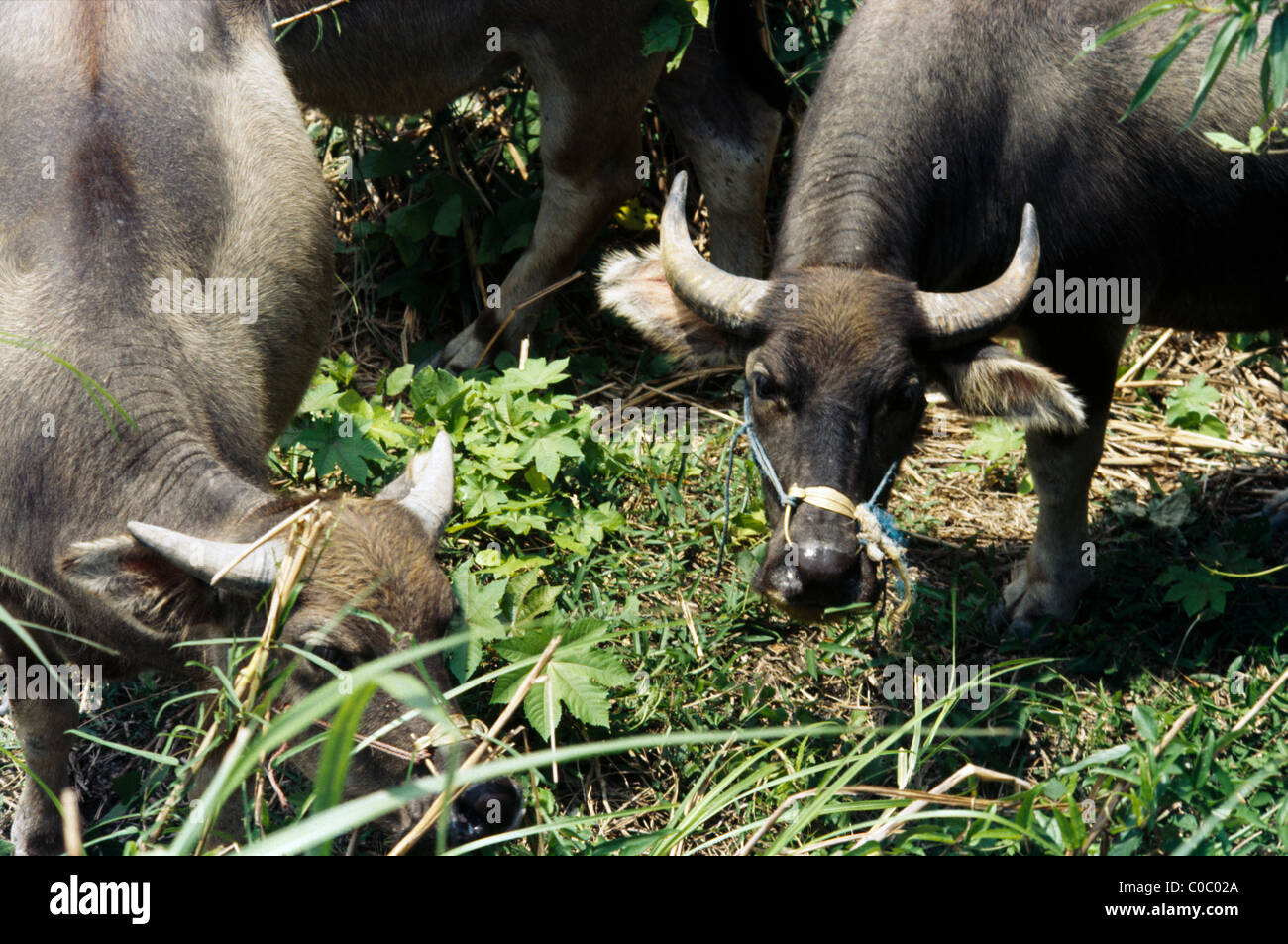 Cows taiwan hi-res stock photography and images - Alamy