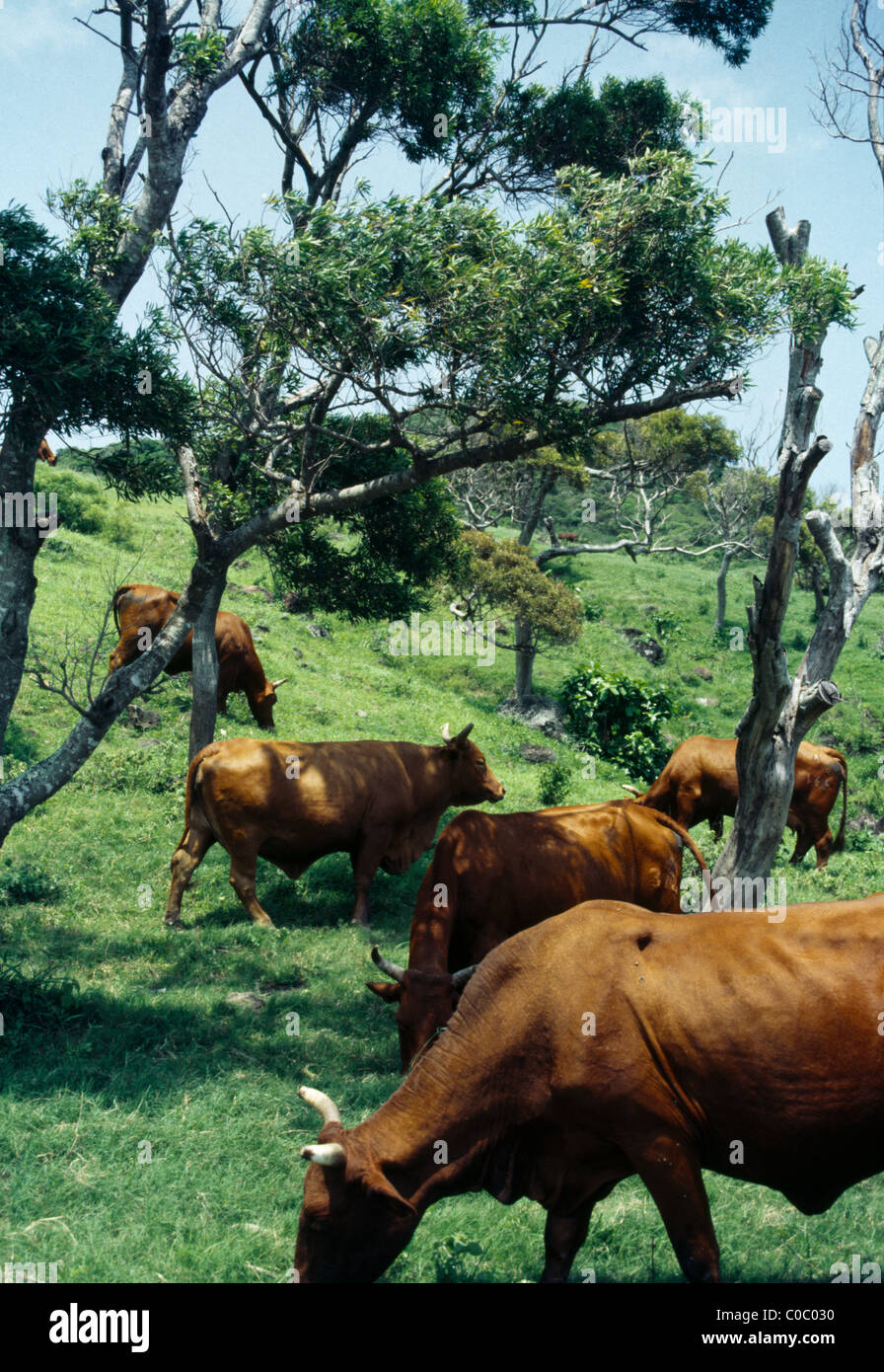 Cows taiwan hi-res stock photography and images - Alamy