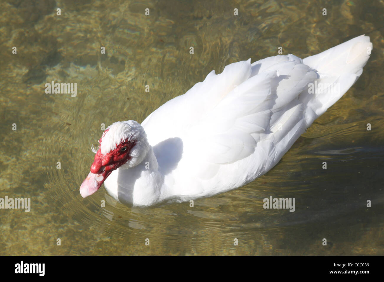 Muscovy Duck (Barbary duck) in the wild Stock Photo - Alamy