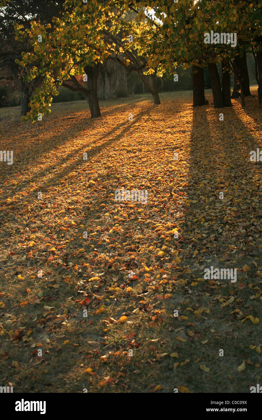 fallen, scattered, leaf, leaves Stock Photo - Alamy