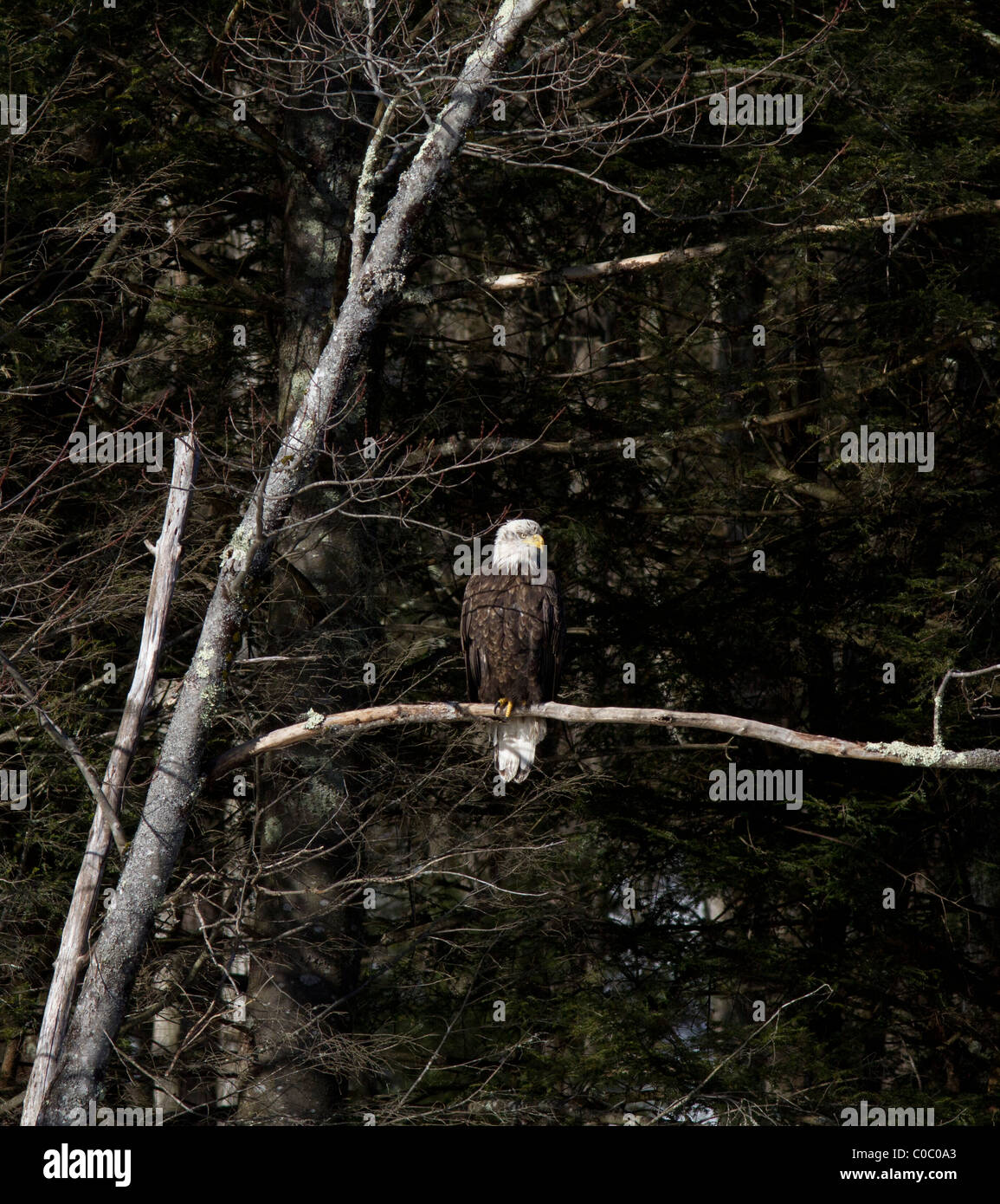 Mature eagle hi-res stock photography and images - Alamy
