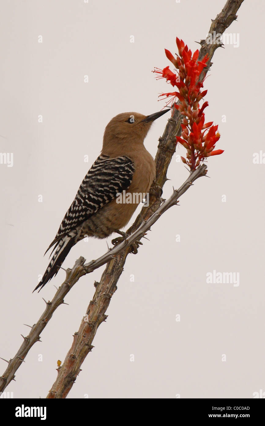 A Gila Woodpecker feeding on desert blooms Stock Photo - Alamy