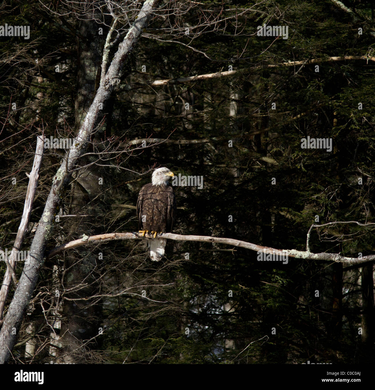 Mature eagle hi-res stock photography and images - Alamy