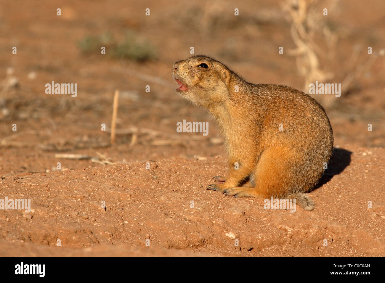Are Prairie Dogs Omnivores