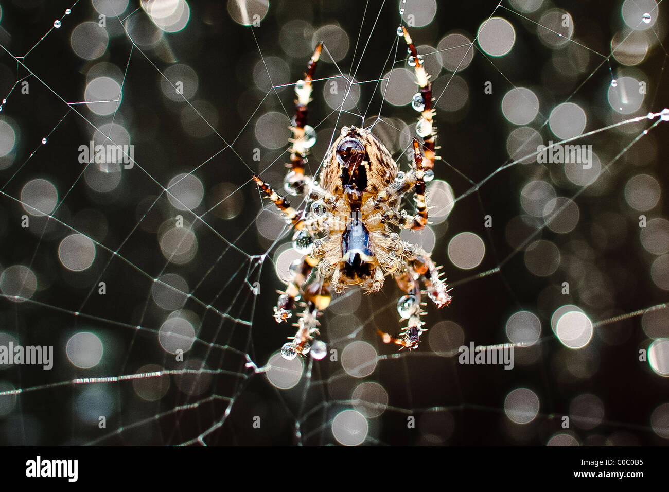 A Spider in its web Stock Photo - Alamy