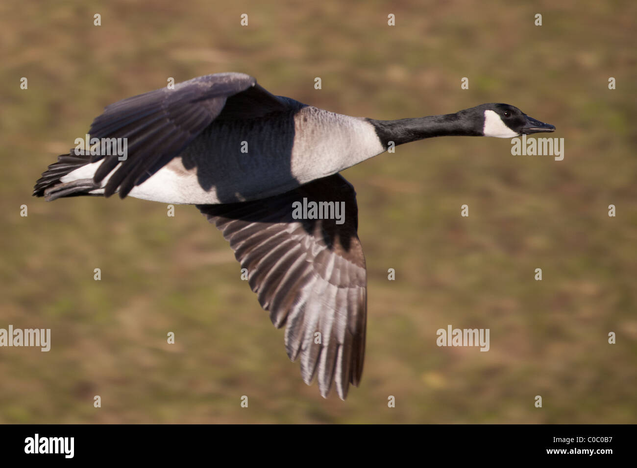 A Goose closely flying by Stock Photo - Alamy