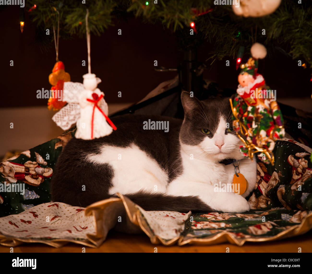 Cat resting under tree hi-res stock photography and images - Alamy