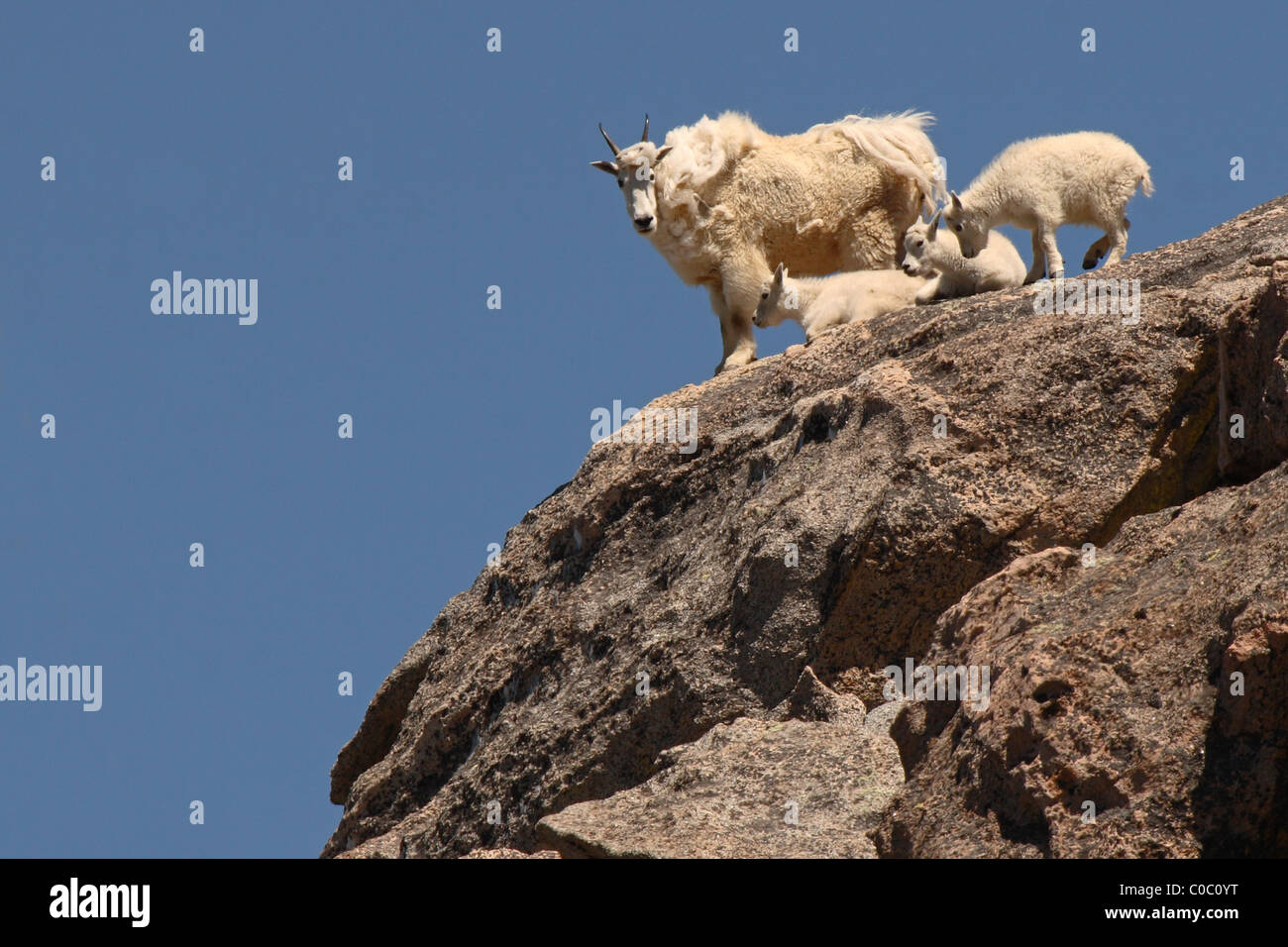Baby goat mother hi-res stock photography and images - Alamy