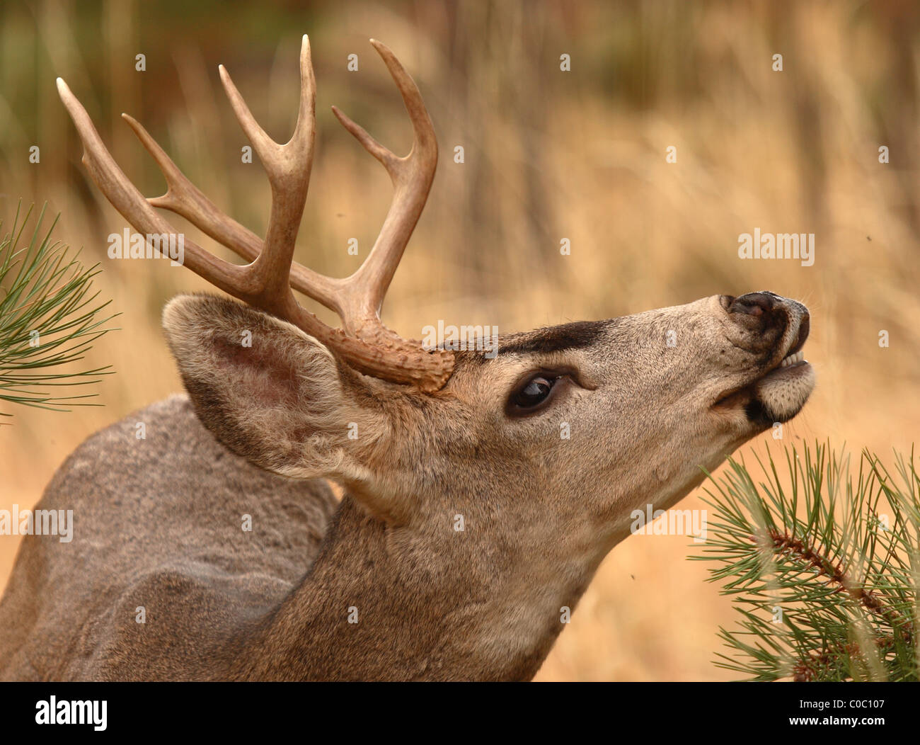 A Mule Deer smelling the air Stock Photo - Alamy