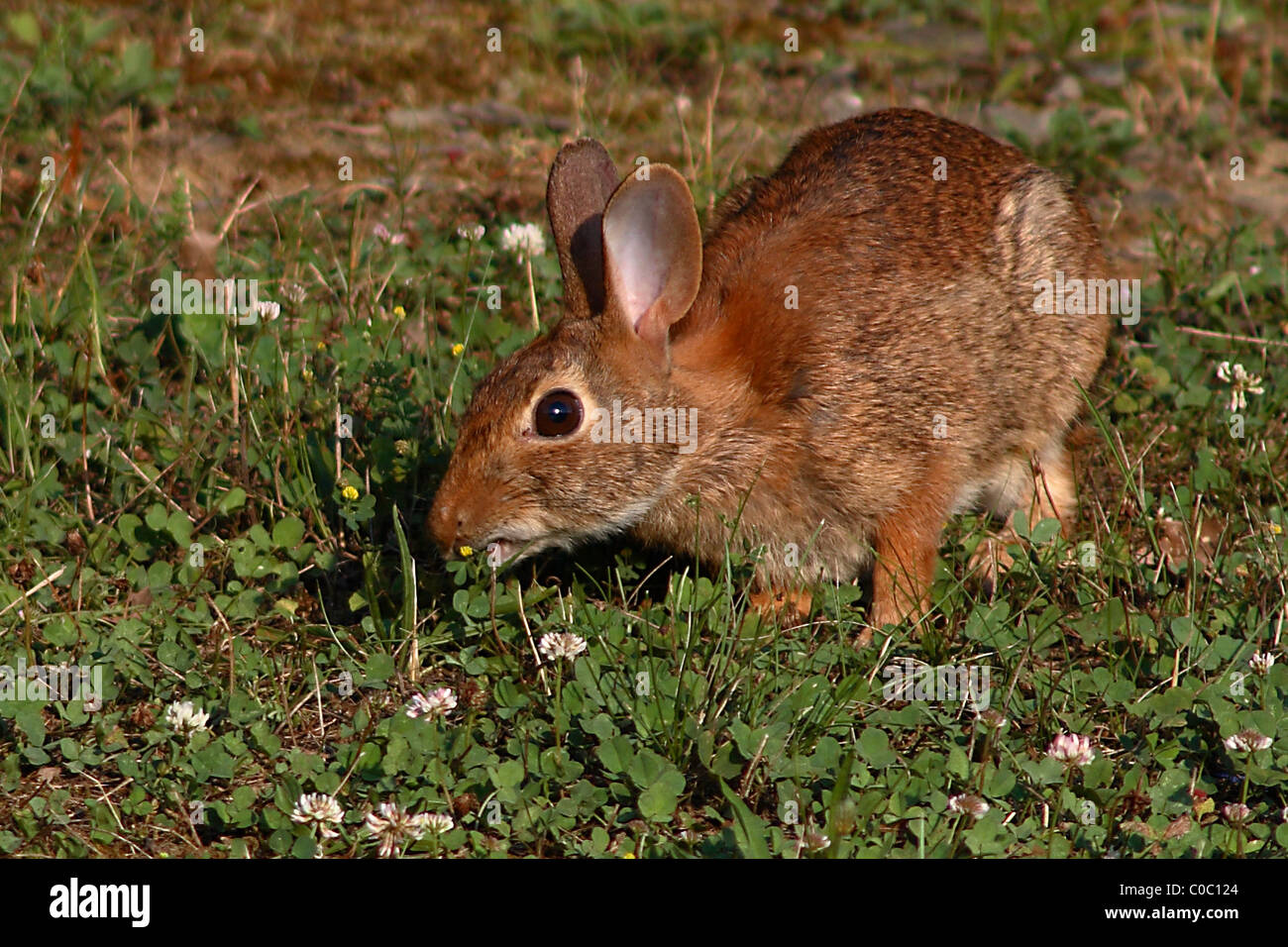 Rabbit bite hi-res stock photography and images - Alamy