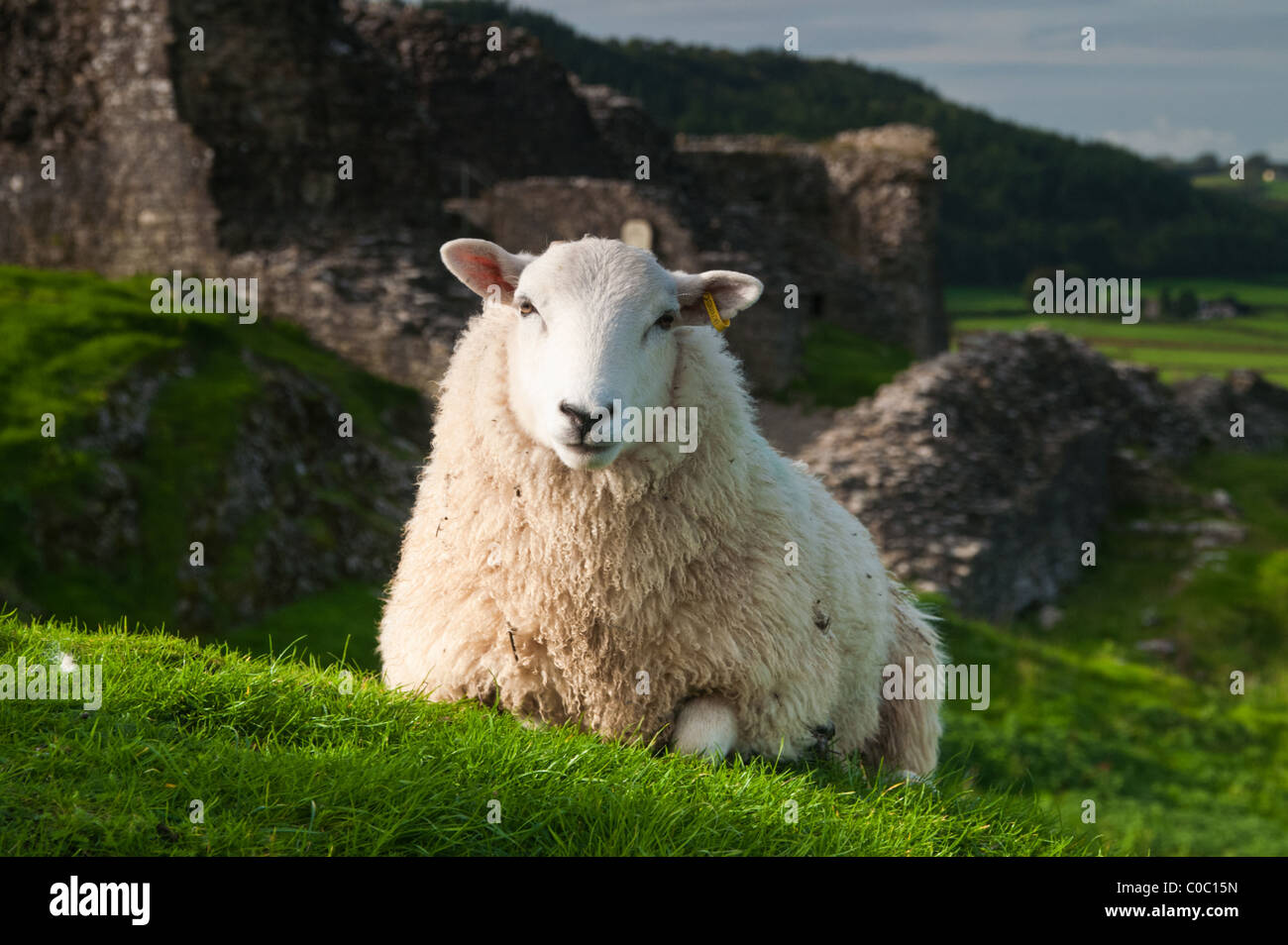 A sheep rests in the ruins of 13th century Dryslwyn Castle in Wales ...