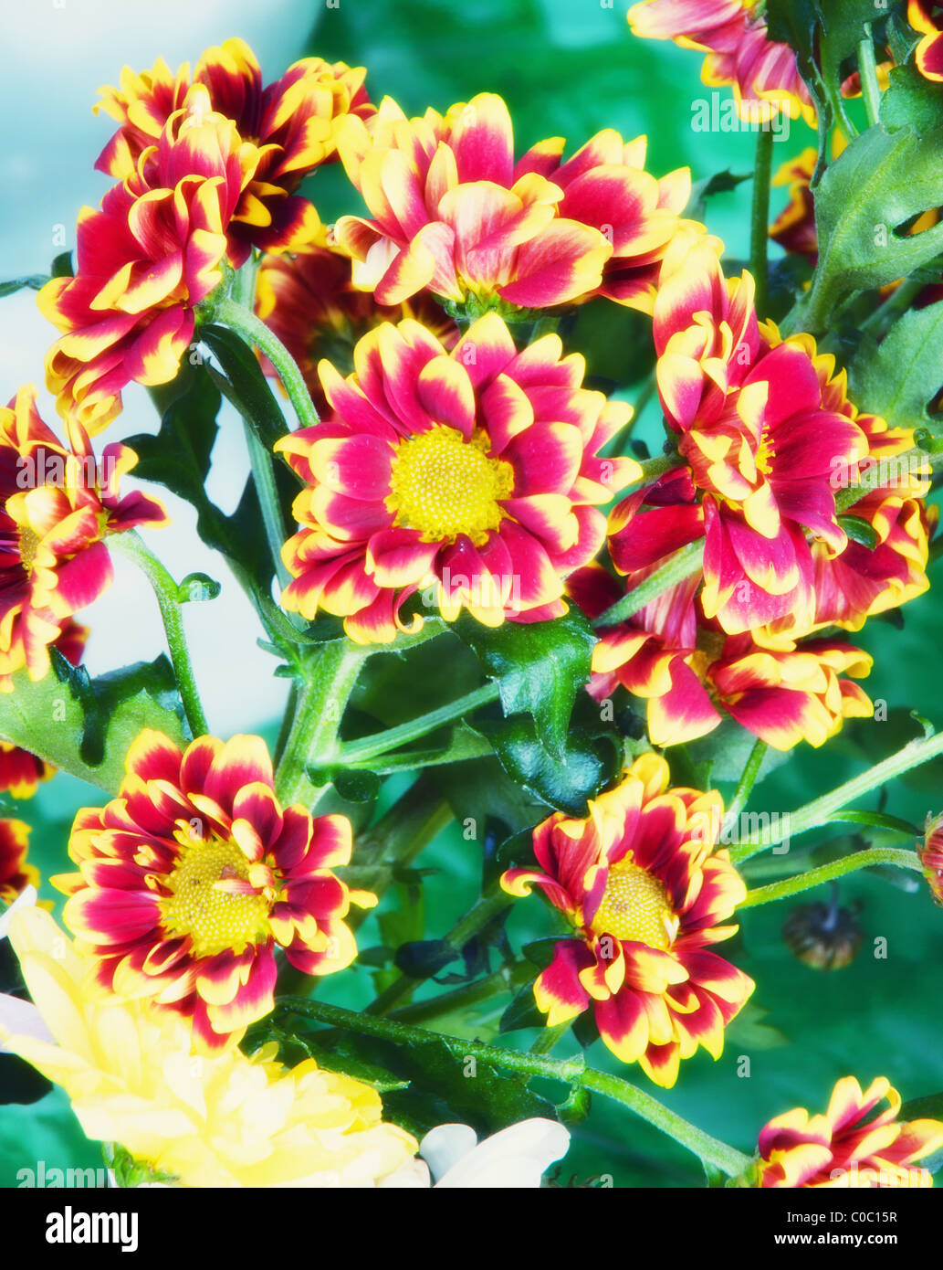 Herbers hi-res stock photography and images - Alamy