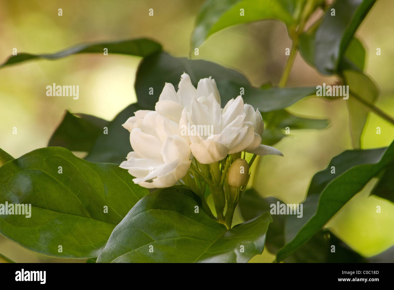 Arabian jasmine plant Stock Photo - Alamy Arabian jasmine plant Stock Photo - Alamy