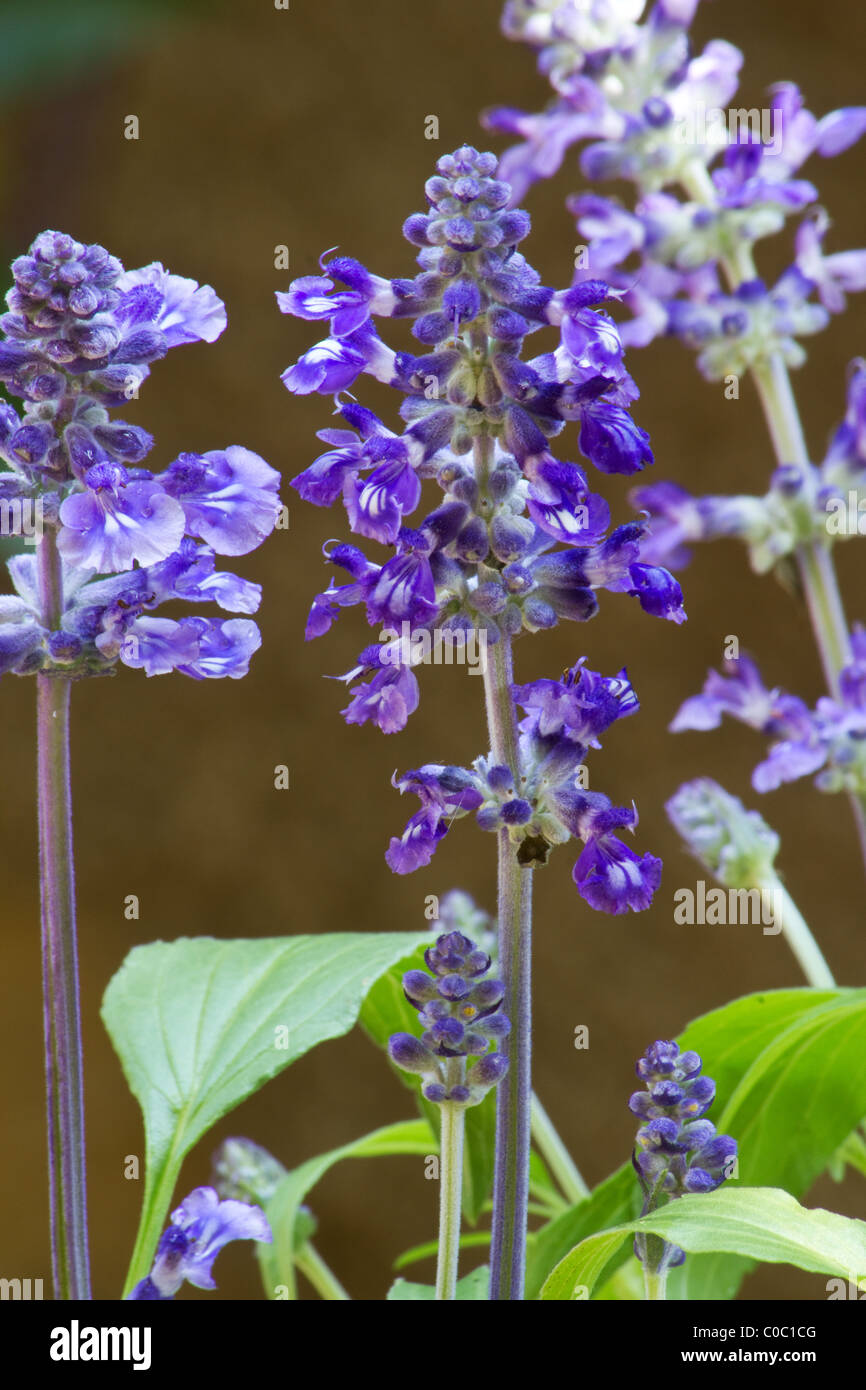 Farinaceae hi-res stock photography and images - Alamy